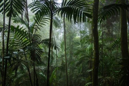 Rainforest Tours - Madagascar Travel Tour